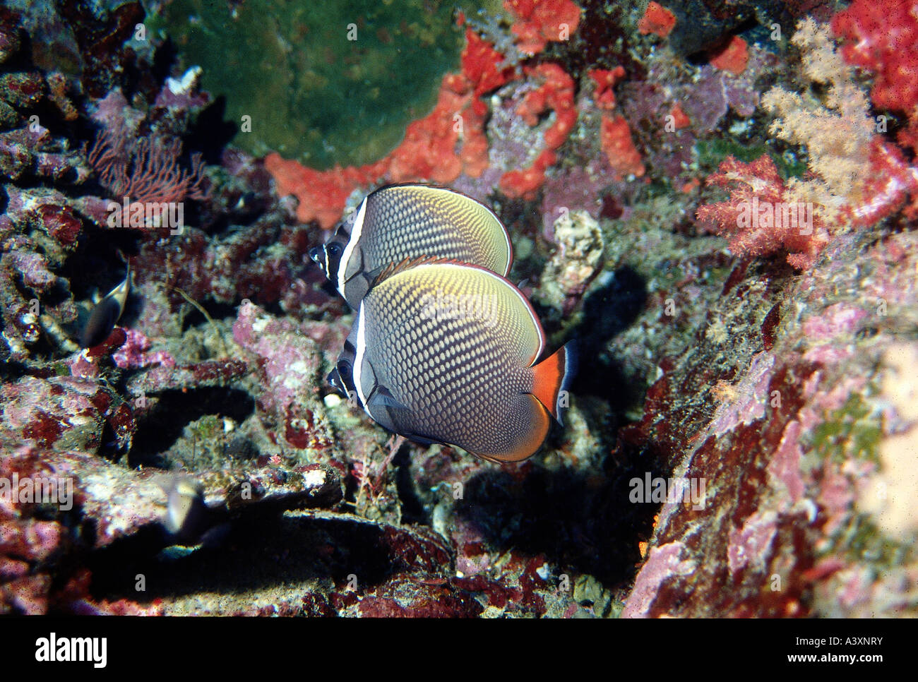 Butterflyfish, chaetodon collare hi-res stock photography and images ...