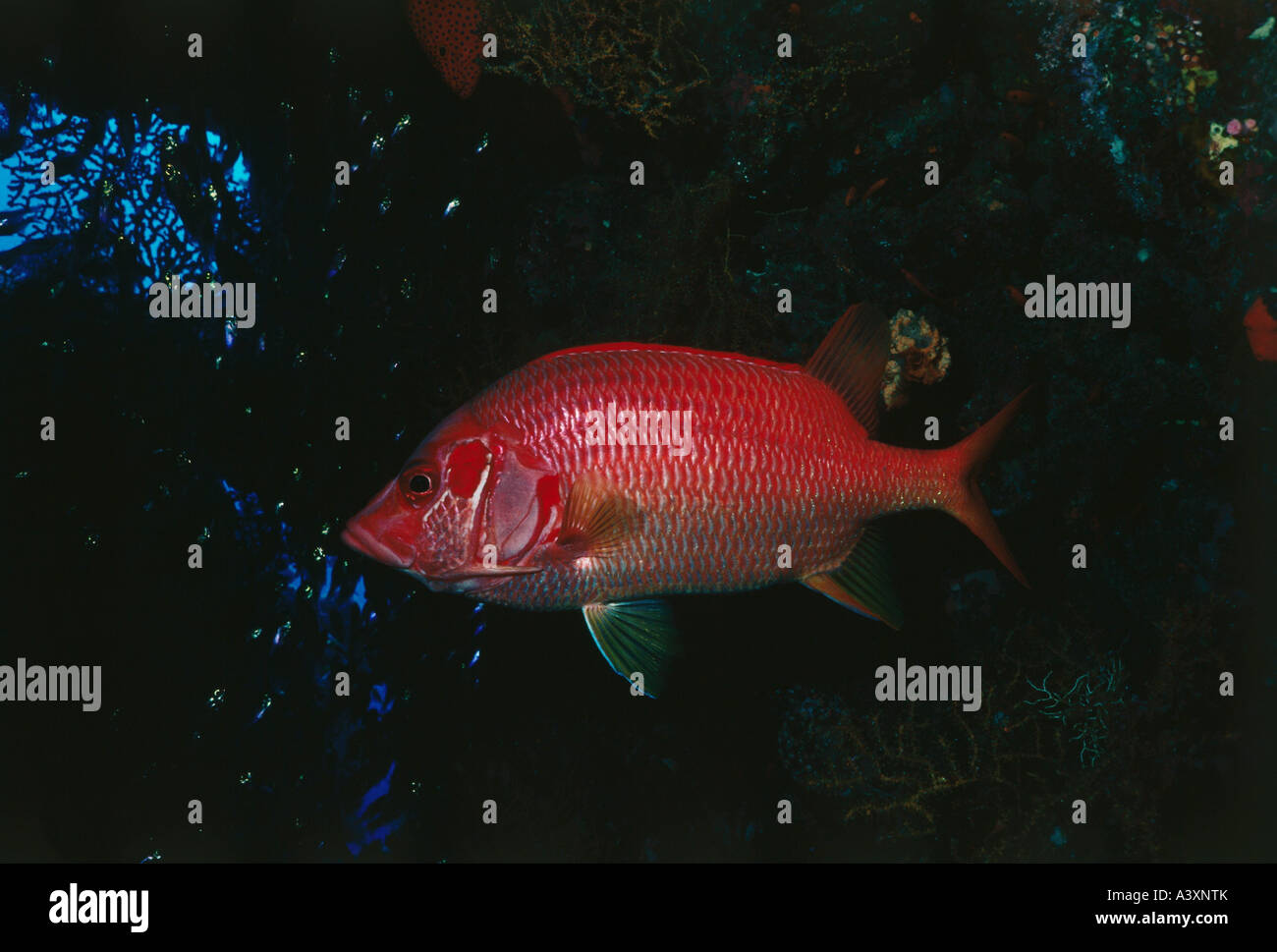 zoology / animals, fish, sammara squirrelfish, (Holocentrus sammara ...