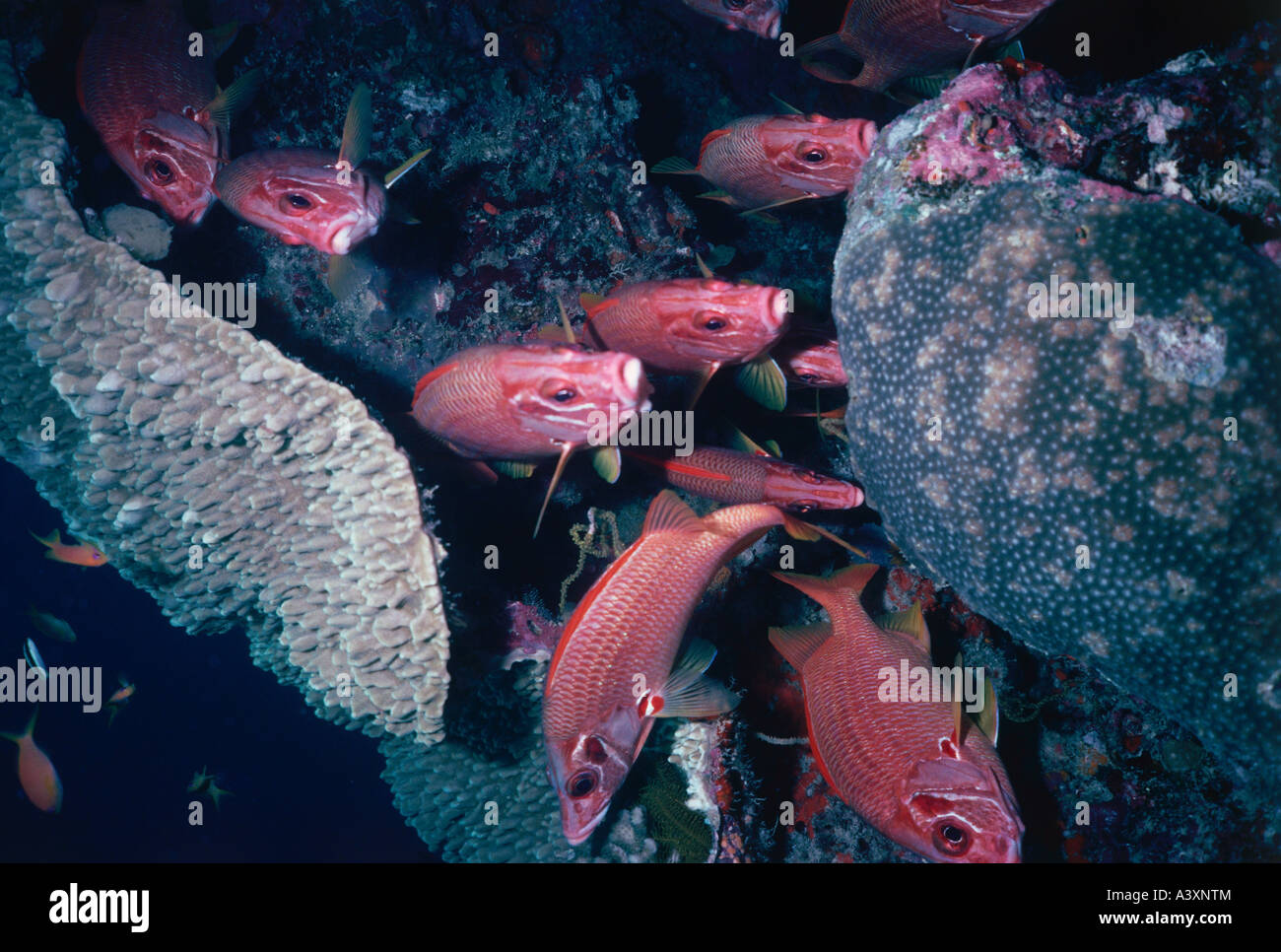 zoology / animals, fish, sammara squirrelfish, (Holocentrus sammara ...