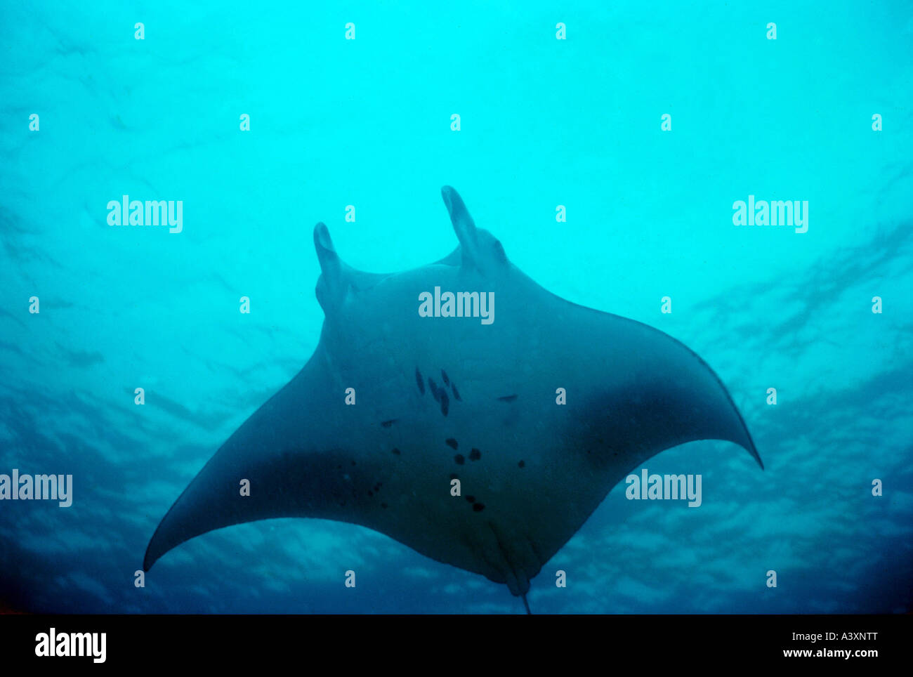 zoology / animals, fish, rays, manta ray, (Manta birostris ...
