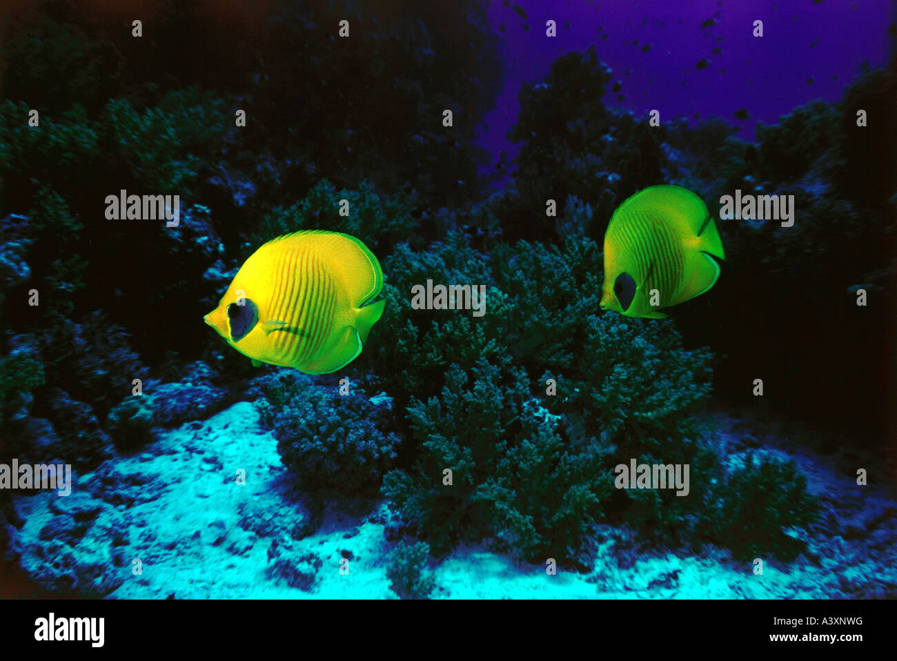 zoology / animals, fish, Millet butterflyfish, (Chaetodon miliaris ...