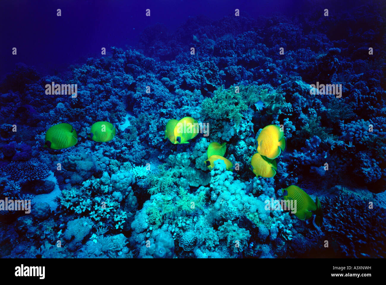 zoology / animals, fish, Millet butterflyfish, (Chaetodon miliaris ...