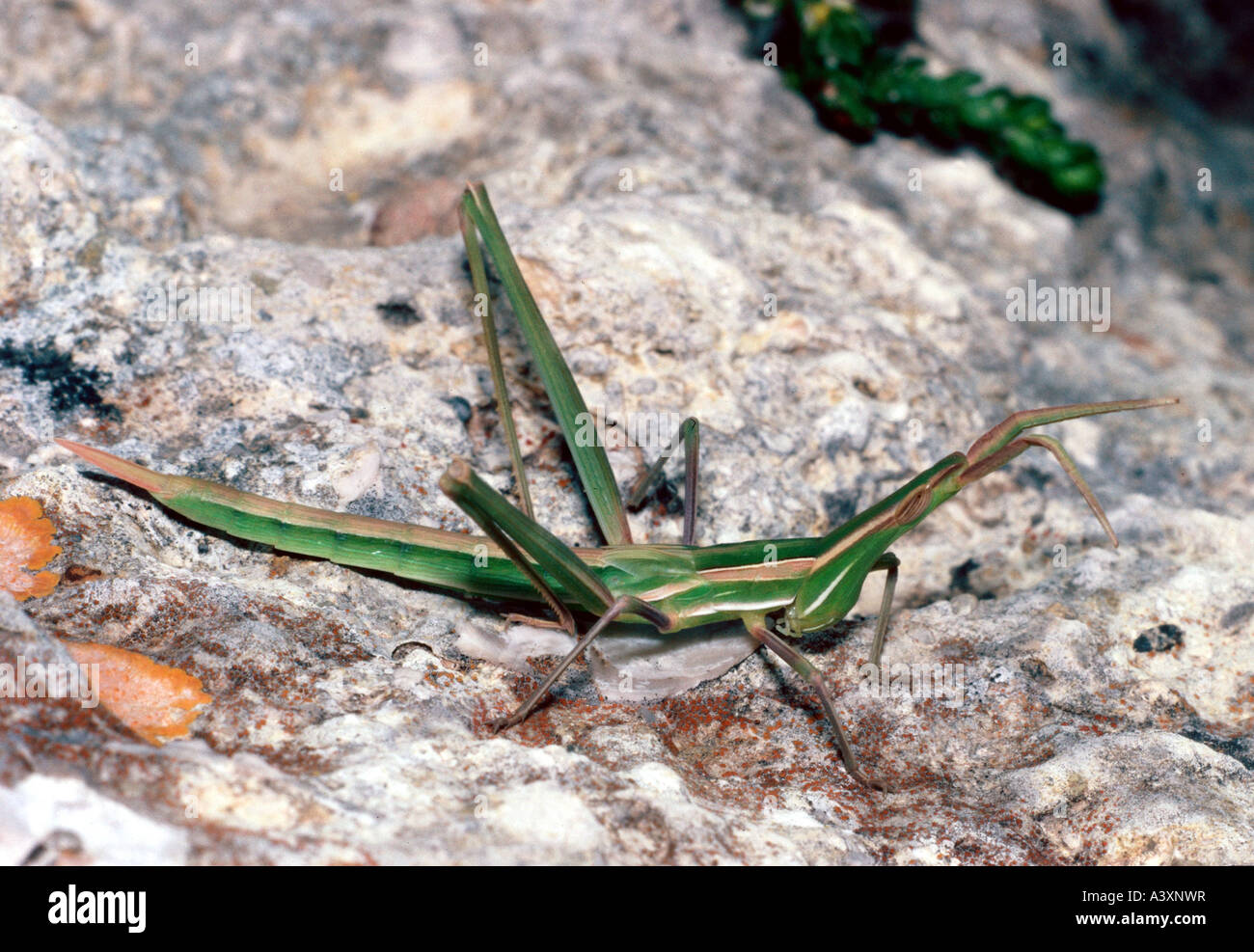 Stone locust hi-res stock photography and images - Alamy