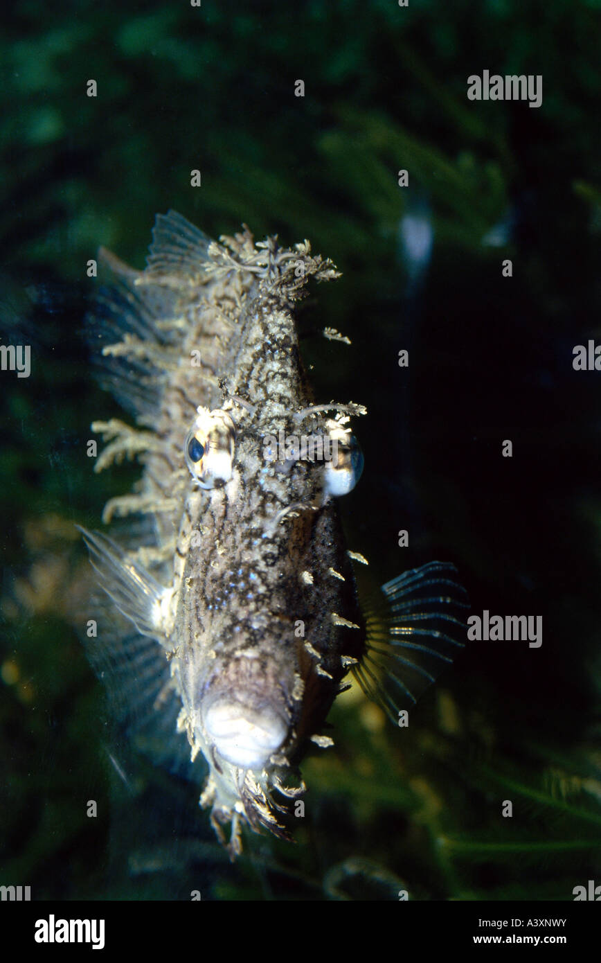 zoology / animals, fish, Filefish, Monacanthidae, animal Stock Photo ...