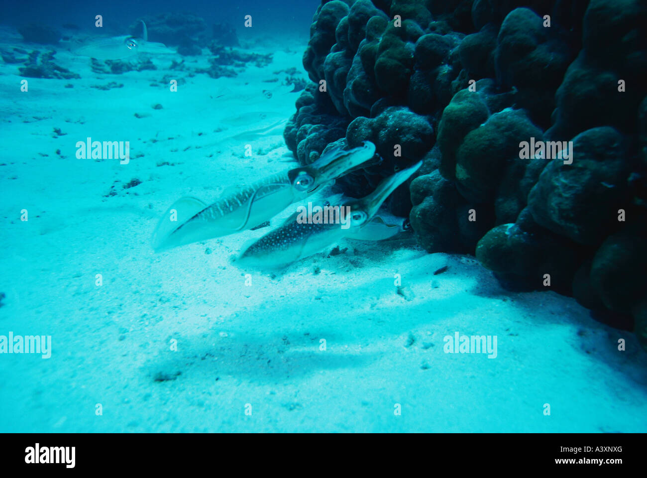 zoology / animals, mollusc, European Squid, (Loligo vulgaris), two ...