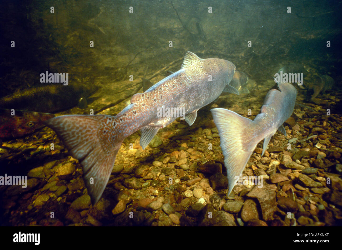 zoology / animals, fish, salmon, (Salmo salar), swimming against the ...