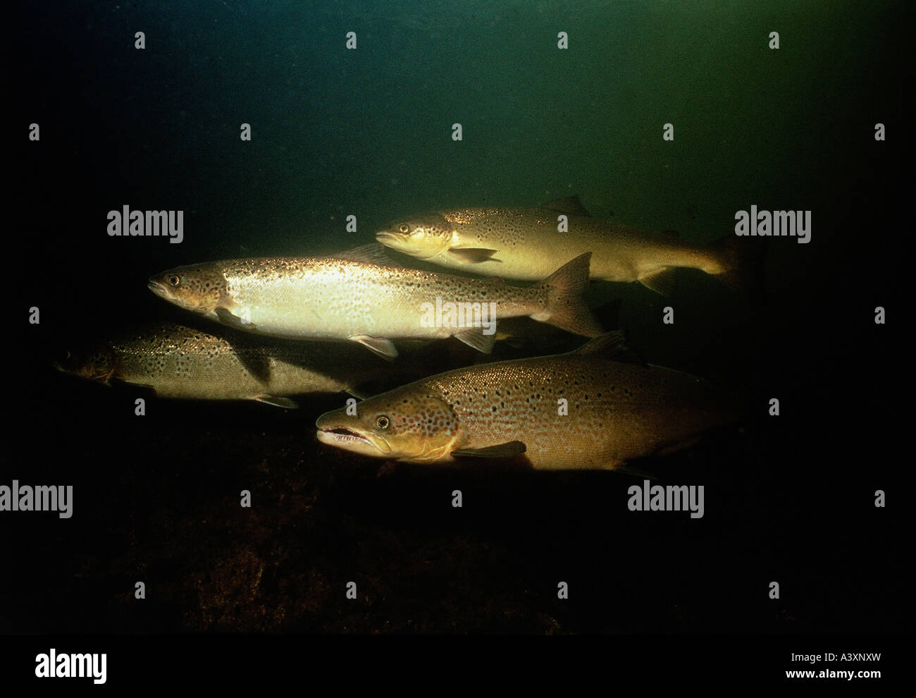 zoology / animals, fish, salmon, (Salmo salar), distribution: Northern ...