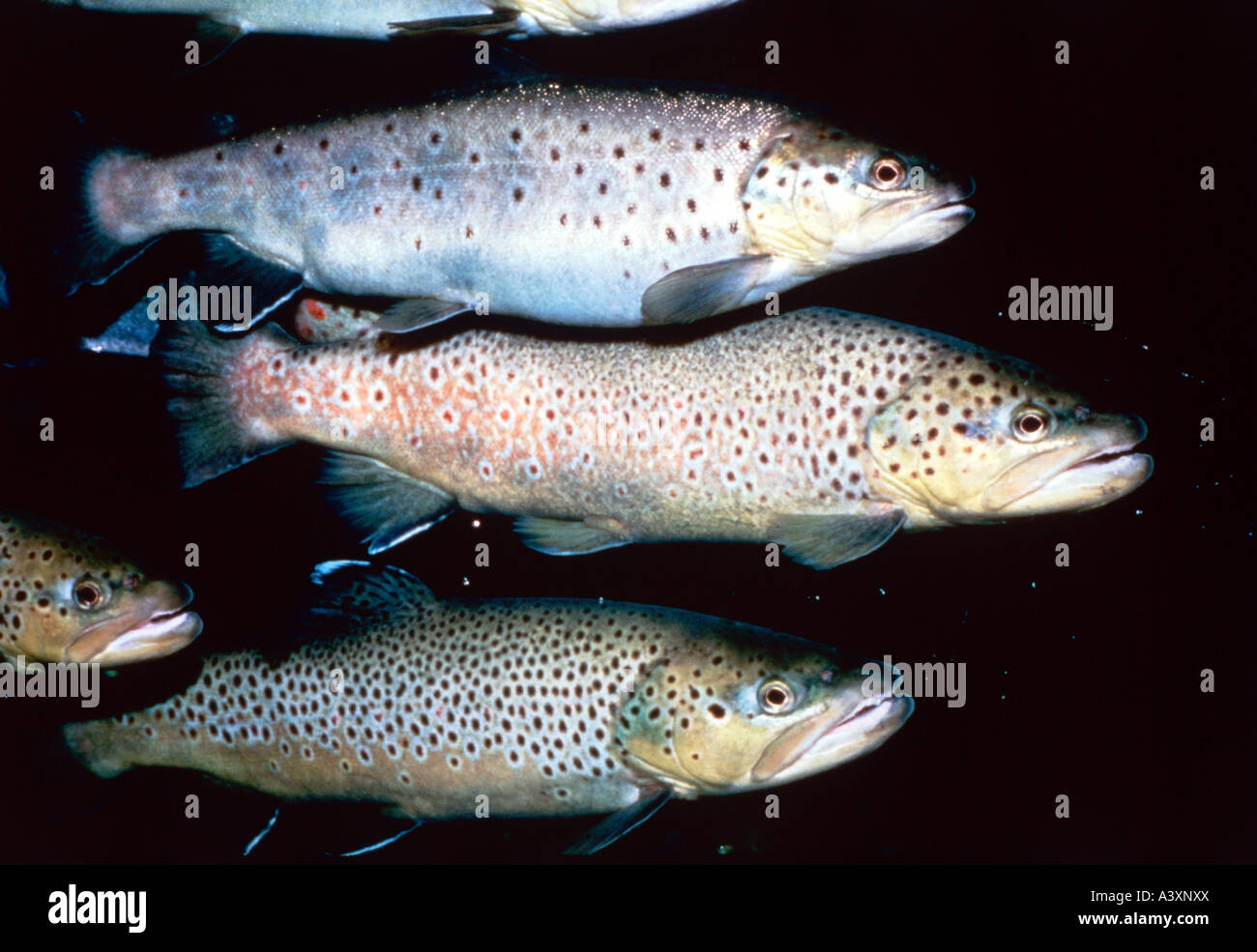 zoology / animals, fish, Brown trout, (Salmo trutta), shoal, salmon ...