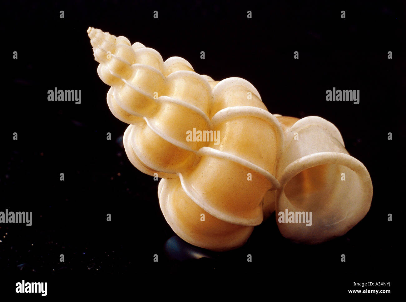 zoology / animals, cnidaria, wentletrap, (Epitonium scalare), shell on ...