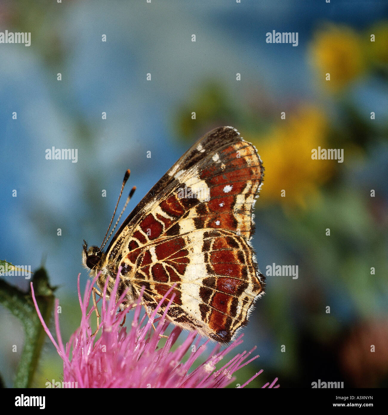 zoology / animals, insect, butterflies, Map, (Araschnia levana), on ...