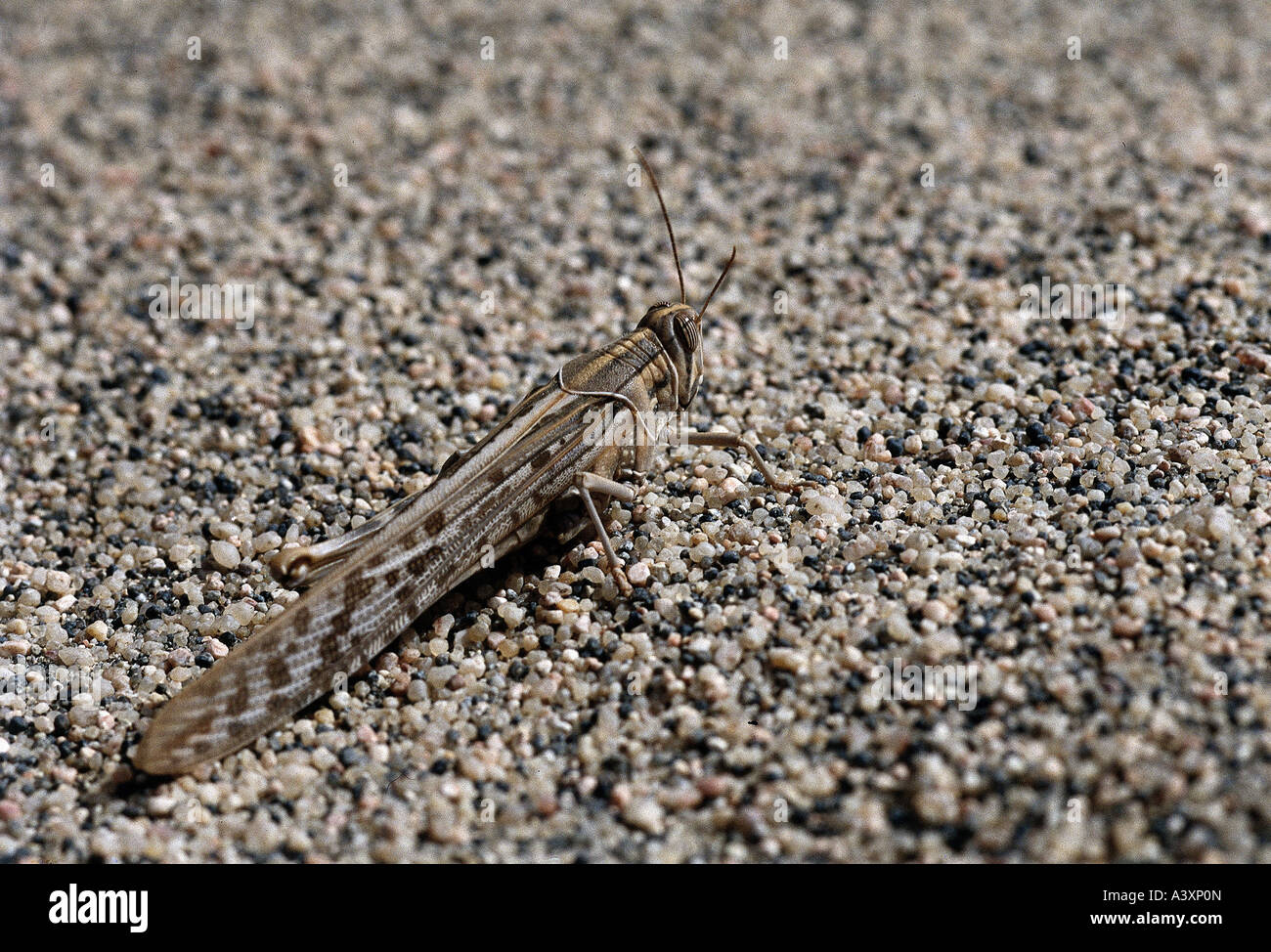 zoology / animals, insects, locusts, Bush locust, (Phymateus leprosus ...
