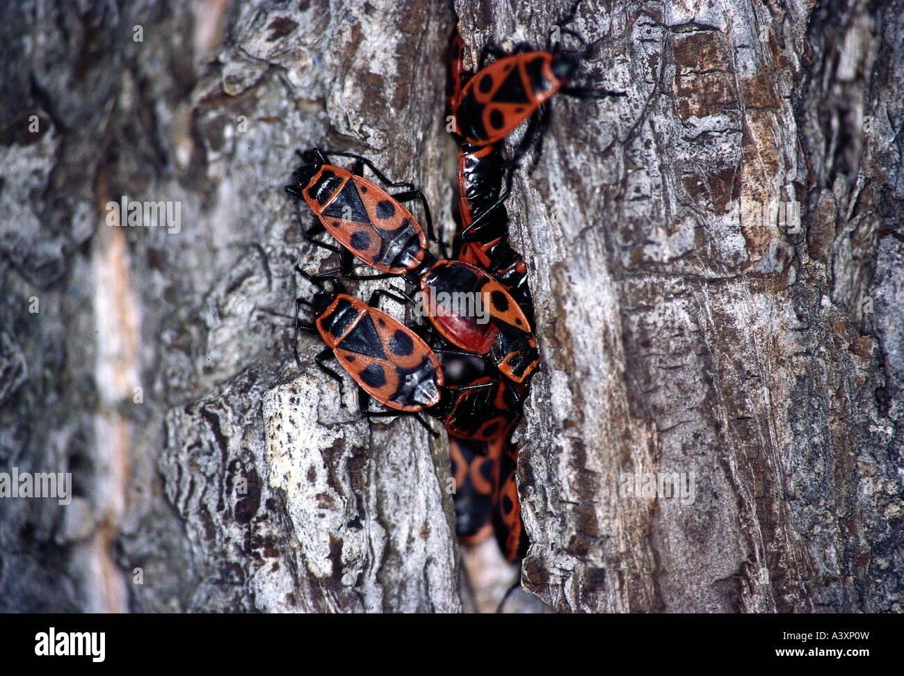Bugs in knothole hi-res stock photography and images - Alamy