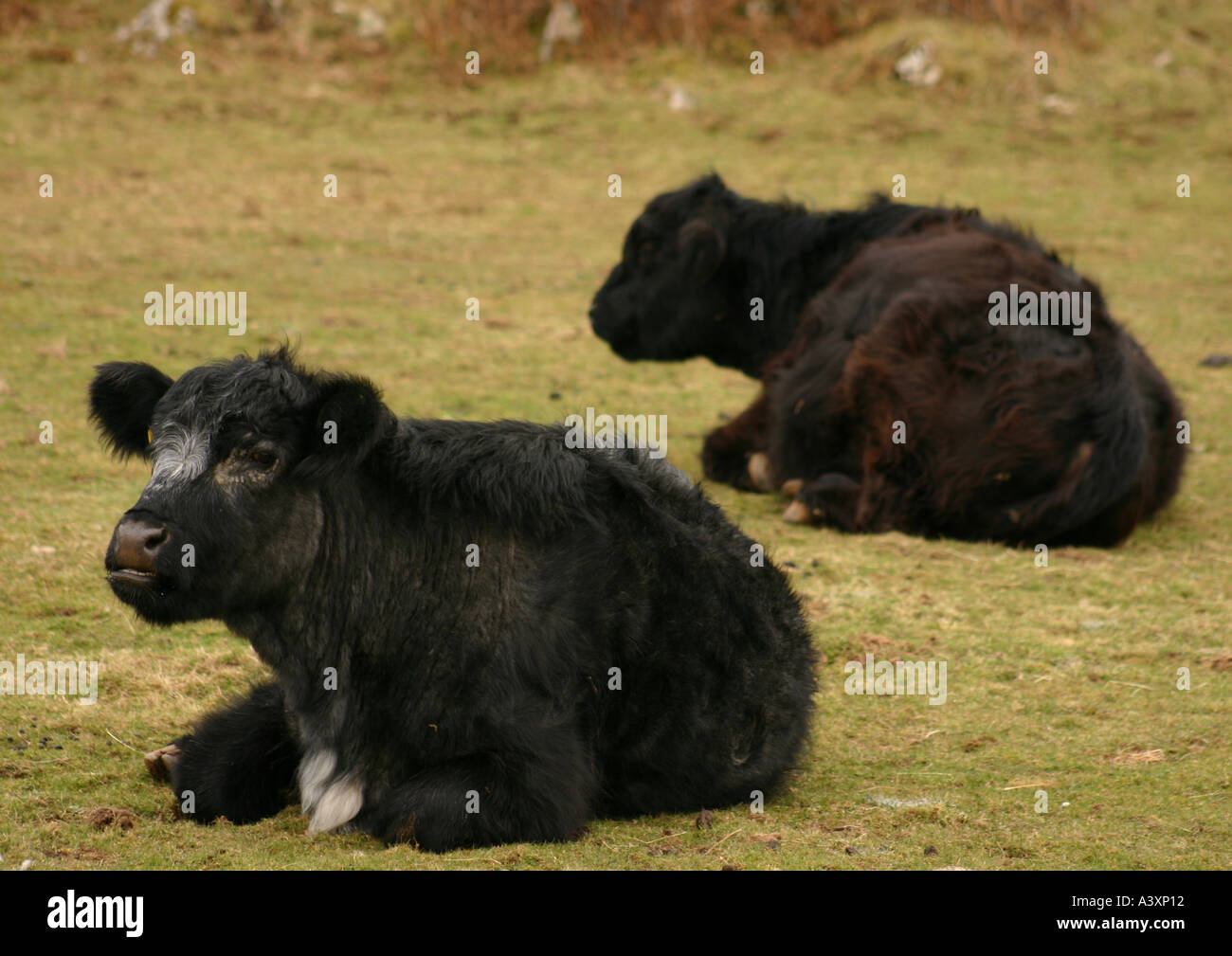 Farming Bulls Cows Stock Photo - Alamy
