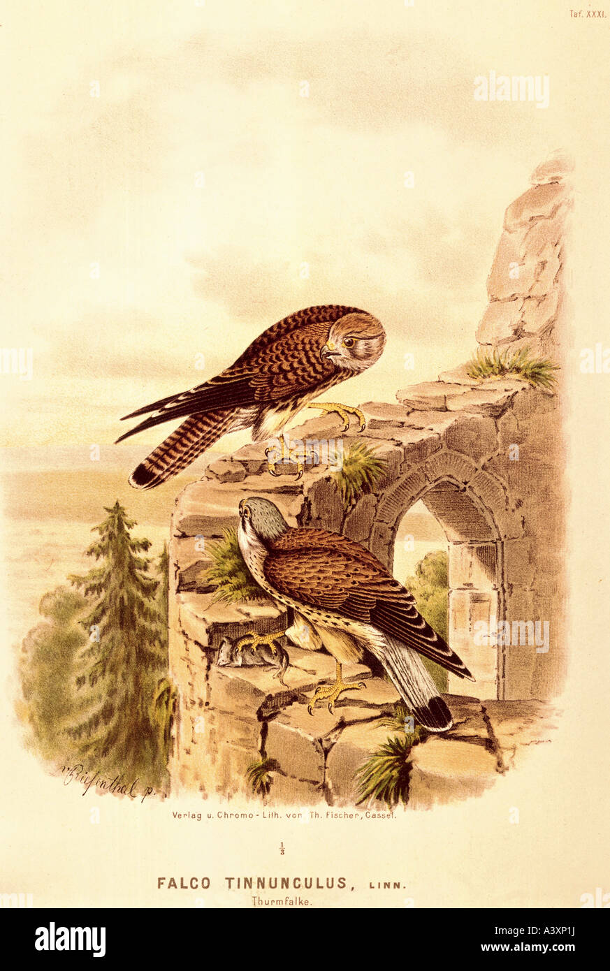 zoology / animals, avian / bird, kestrel, (Falco tinnunculus), two ...
