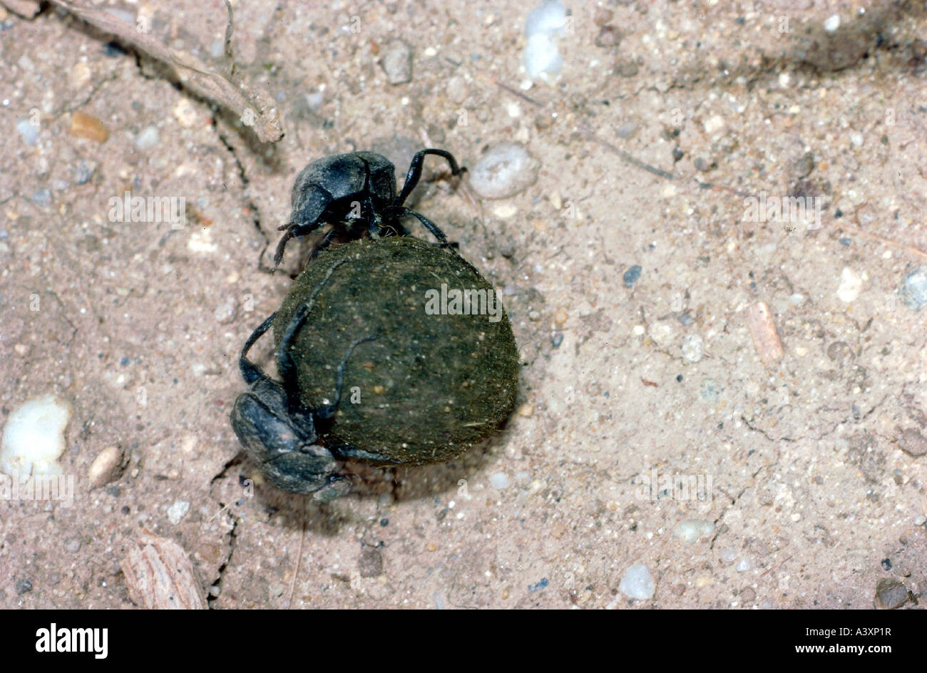 Two little beetles with ball hi-res stock photography and images - Alamy