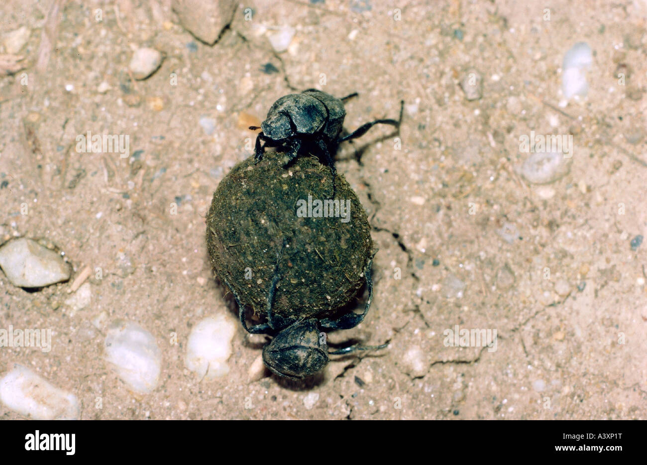 zoology / animals, insect, beetles, Sisyphus beetle, (Sisyphus ...