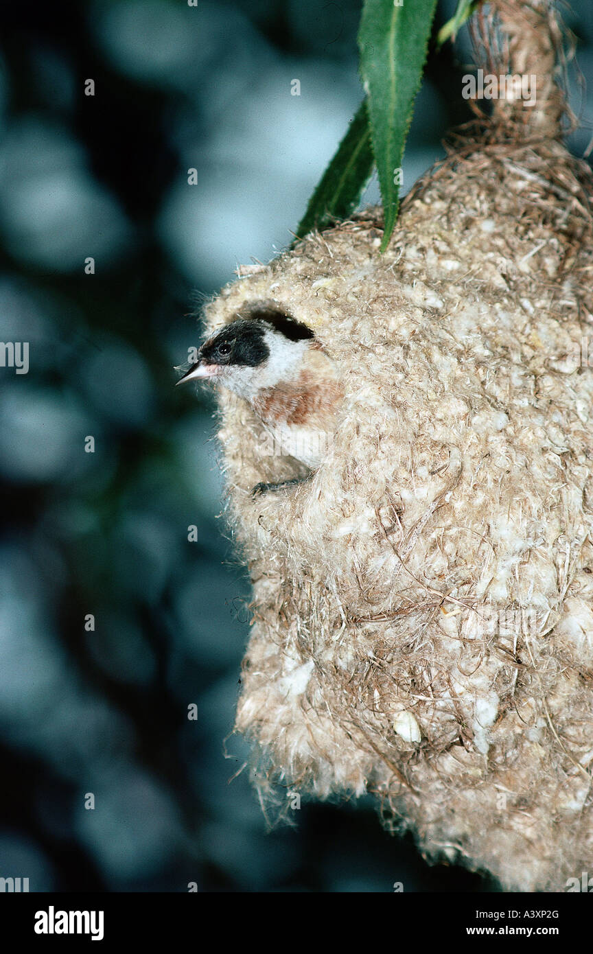 zoology / animals, avian / bird, Penduline tit, (Remiz pendulinus ...