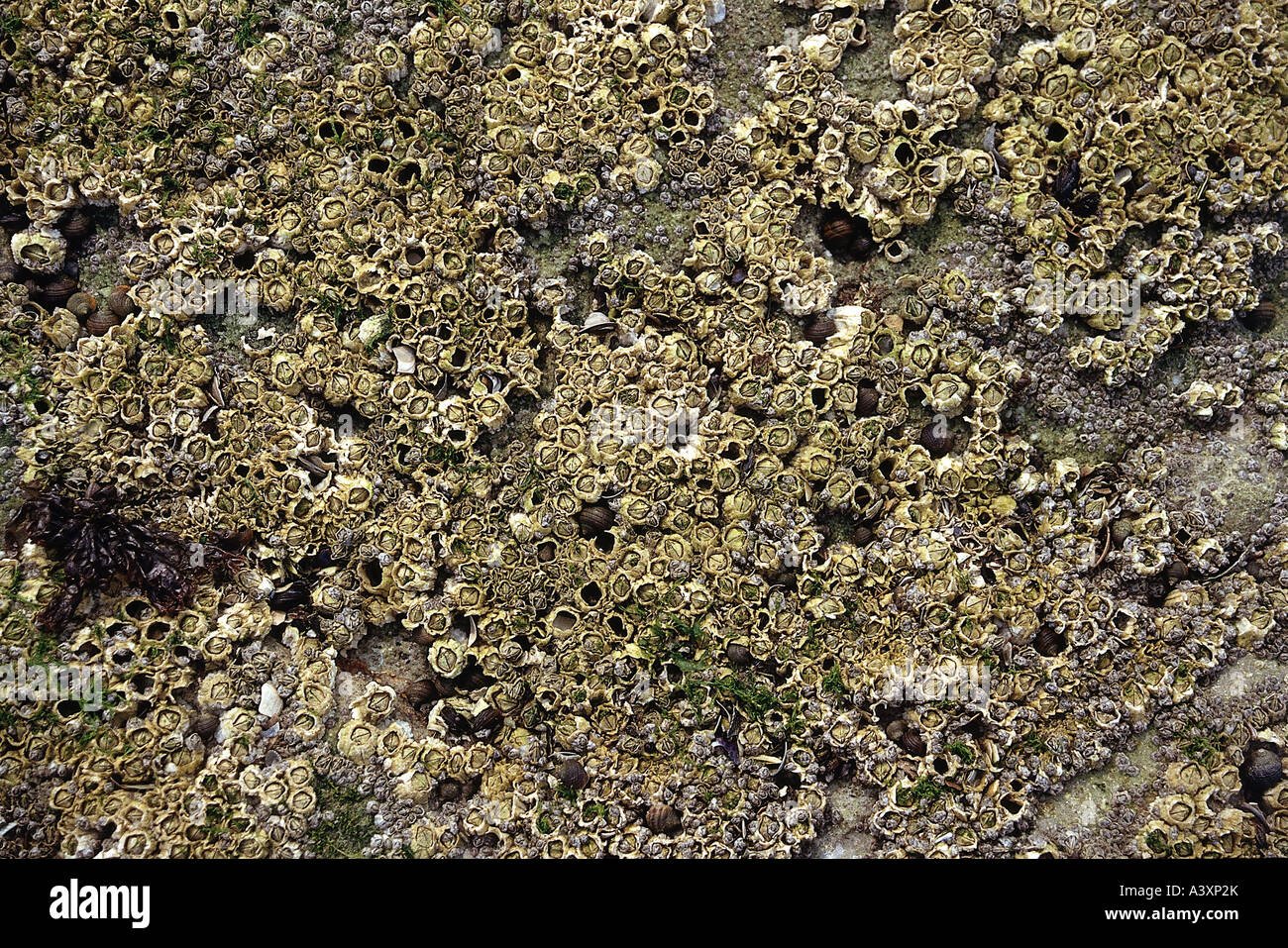 zoology / animals, shelffish / crustacean, Barnacle, (Balanus ...