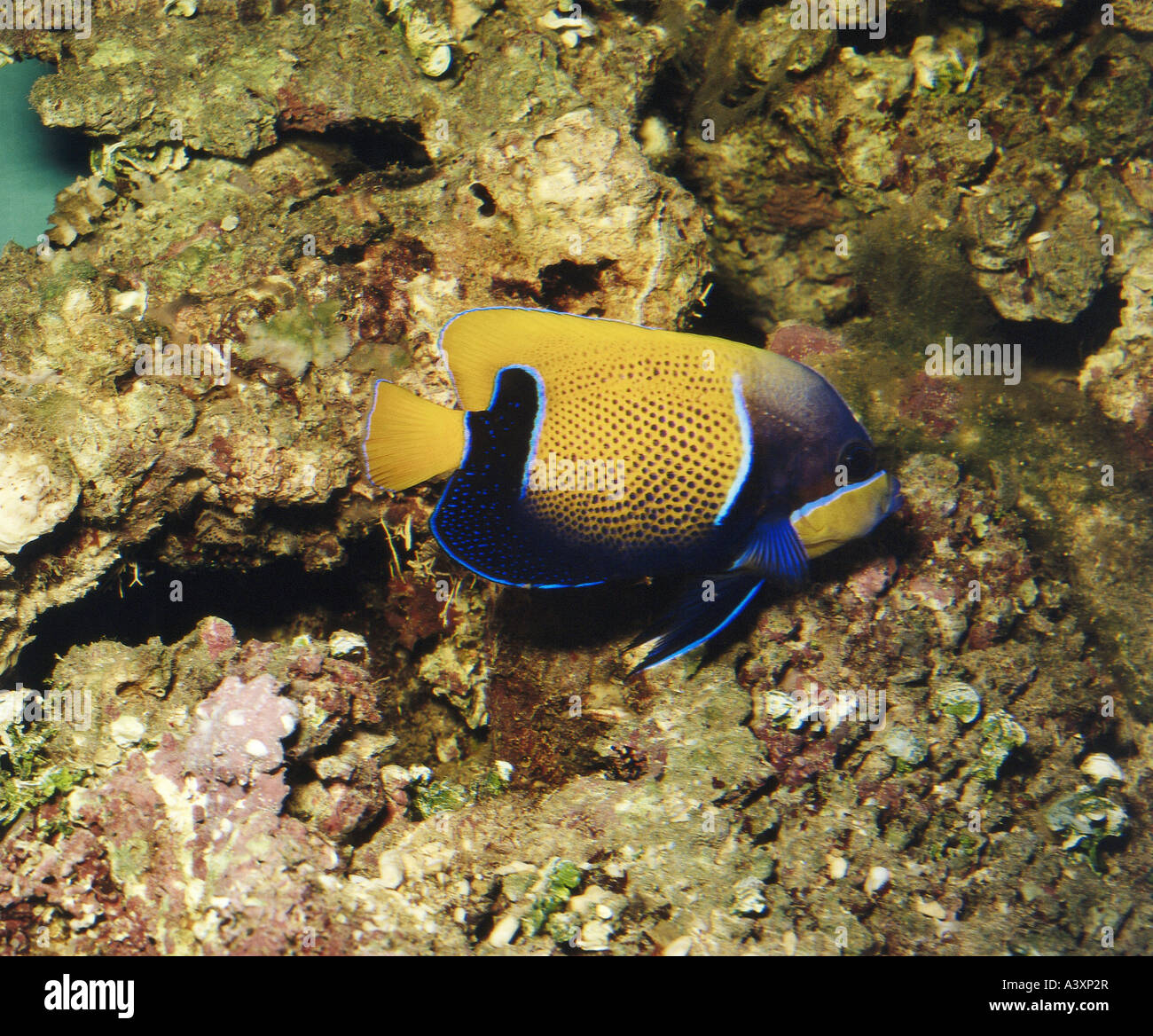 zoology / animals, fish, angelfish, Bluegirdled angelfish, (Pomacanthus ...