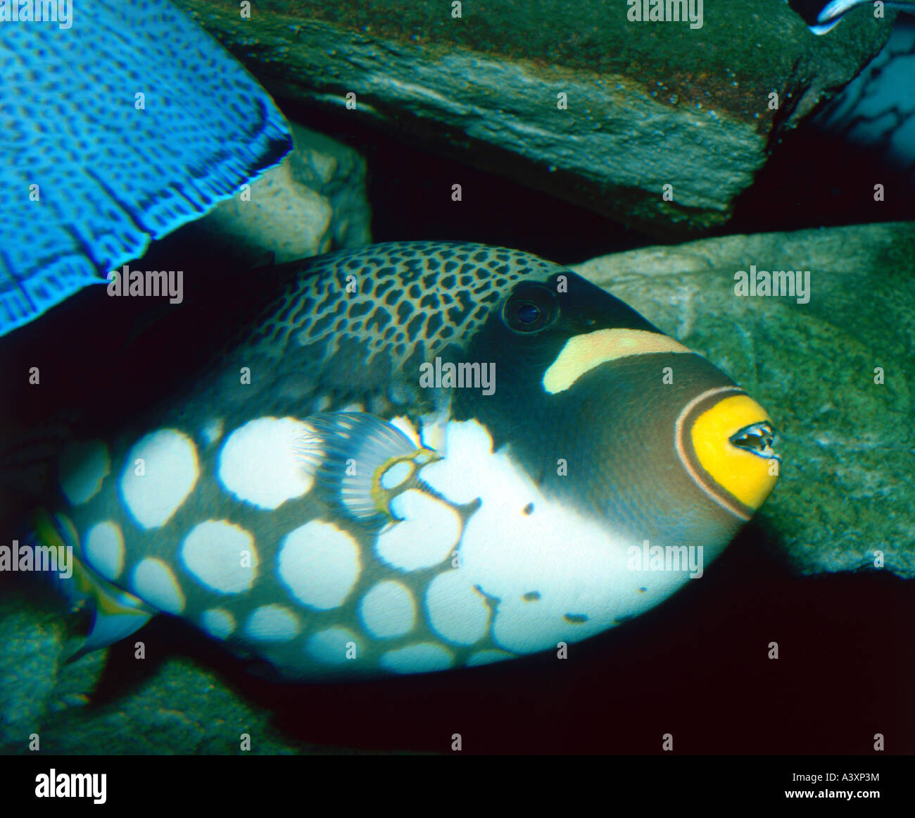 zoology / animals, fish, Clown Triggerfish, (Balistoides conspicillus ...