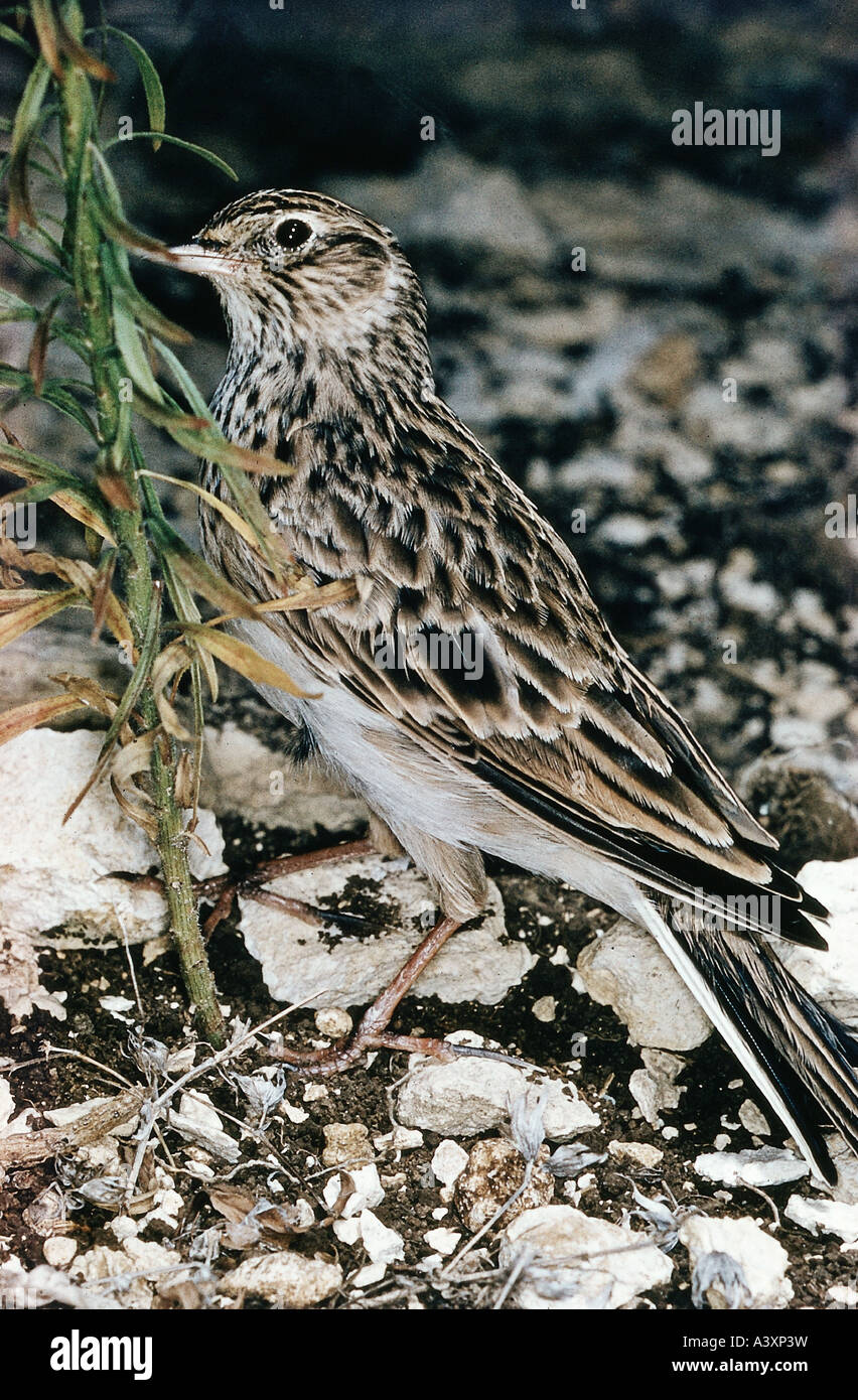 zoology / animals, avian / birds, Skylark, (Alauda arvensis), standing ...