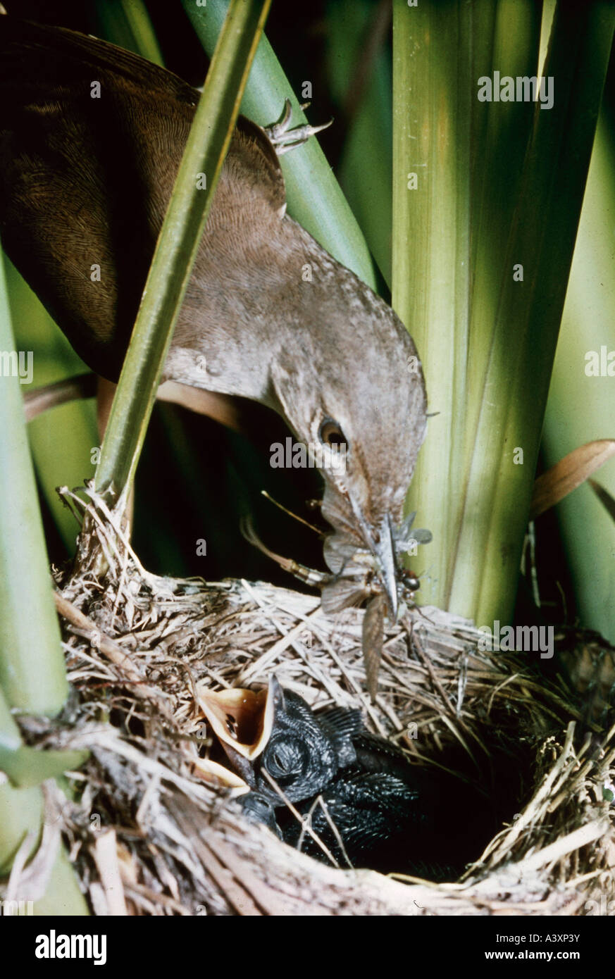 zoology / animals, avian / birds, Marsh Warbler, (Acrocephalus ...