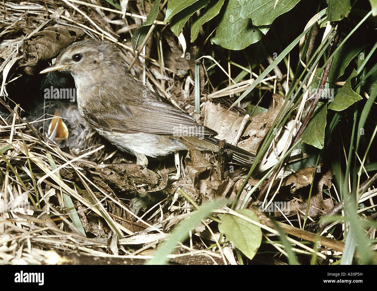 Nest of phylloscopus collybita hi-res stock photography and images - Alamy