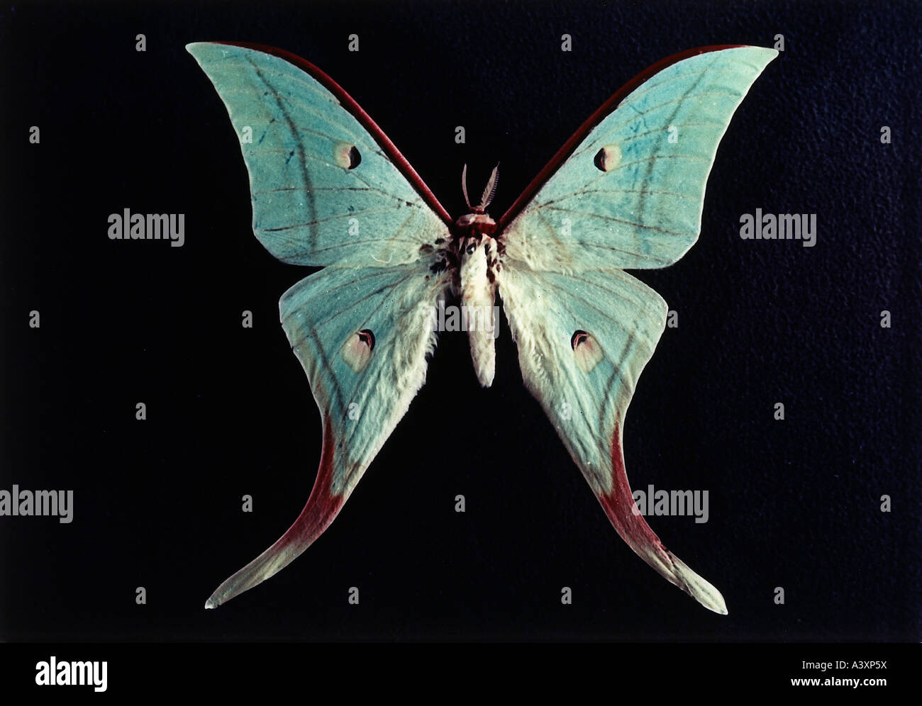 zoology / animals, insect, butterflies, Luna Moth, (Actias luna ...