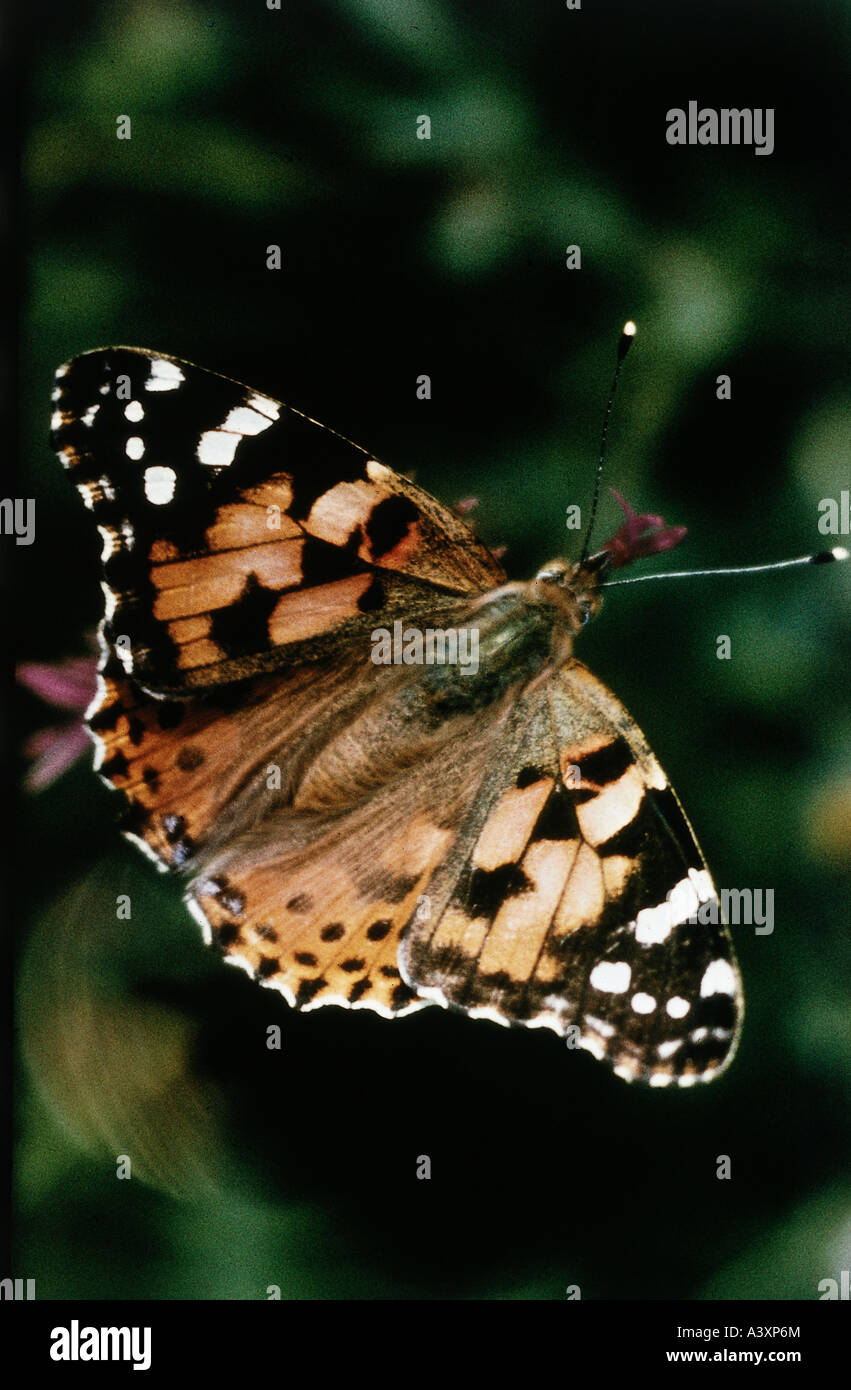 zoology / animals, insect, butterflies, Painted Lady, (Cynthia cardui ...