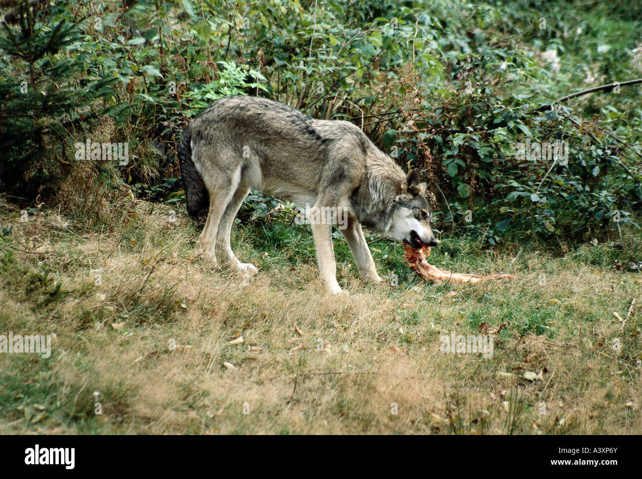 zoology / animals, mammal / mammalian, wolf, Gray Wolf, (Canis lupus ...