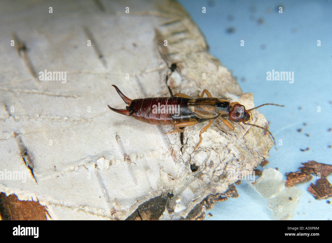 Common earwig european earwig forficula hi-res stock photography and ...