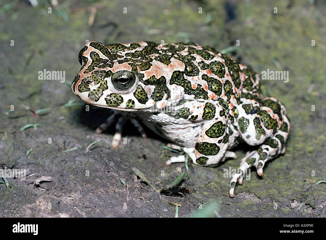 European Green Toad