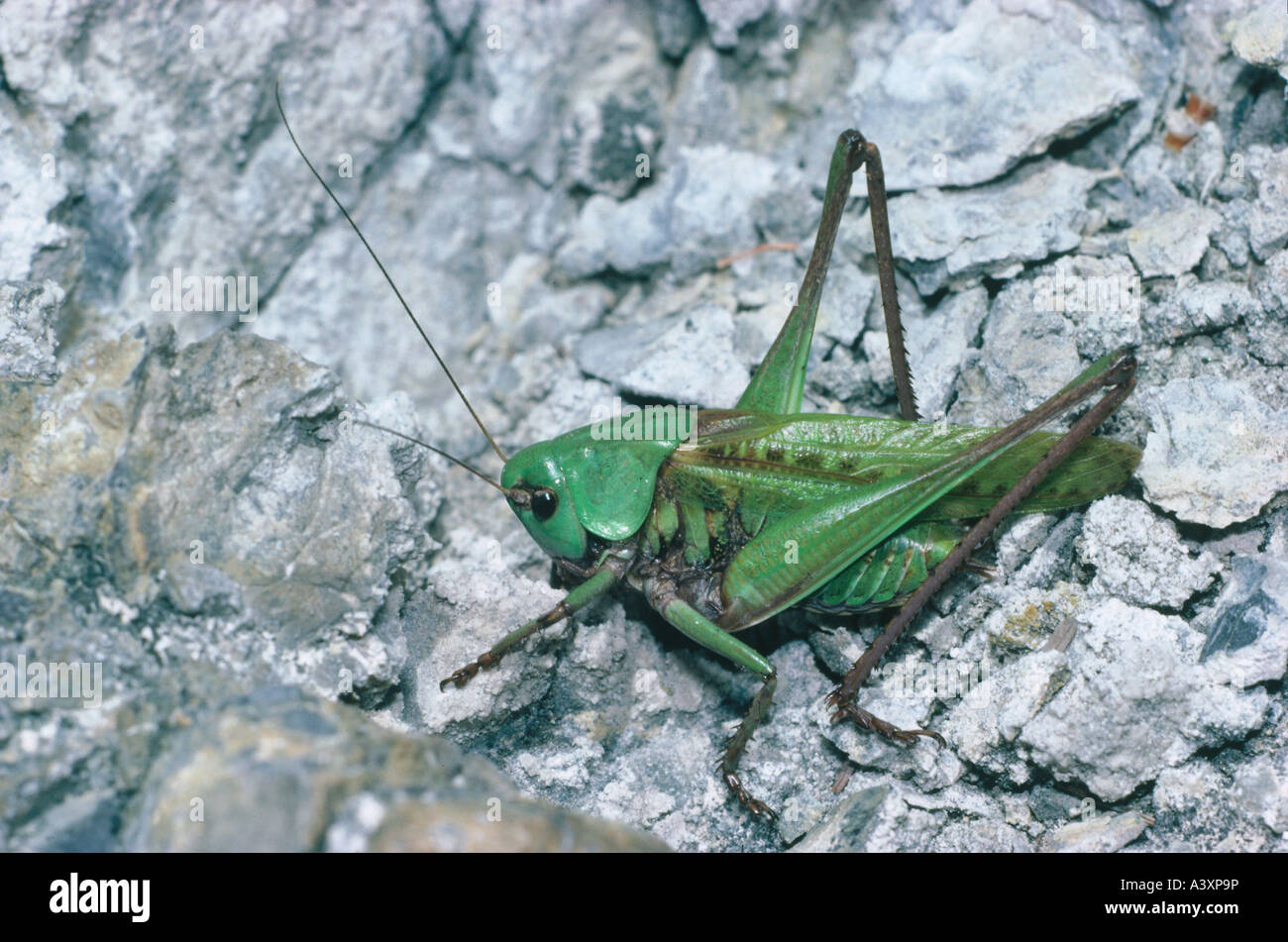 zoology / animals, insects, locusts, Wart biter, (Decticus verrucivorus ...