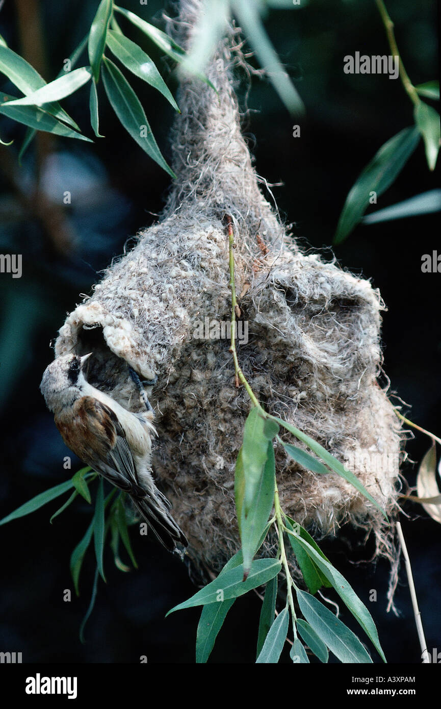 zoology / animals, avian / bird, Penduline tit, (Remiz pendulinus ...