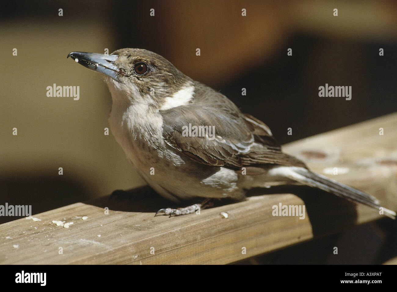 zoology / animals, avian / birds, Grey Butcherbird, (Cracticus ...