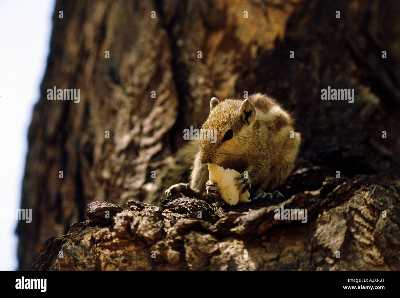 zoology / animals, mammal / mammalian, squirrels, Chipmunk ...