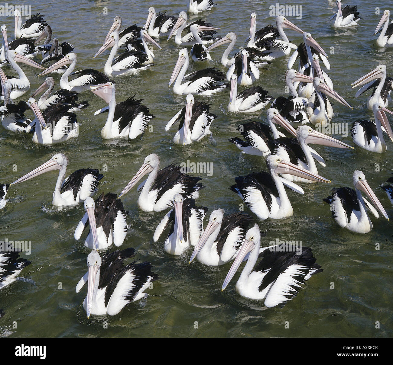 zoology / animals, avian / birds, Australian Pelican, (Pelecanus ...