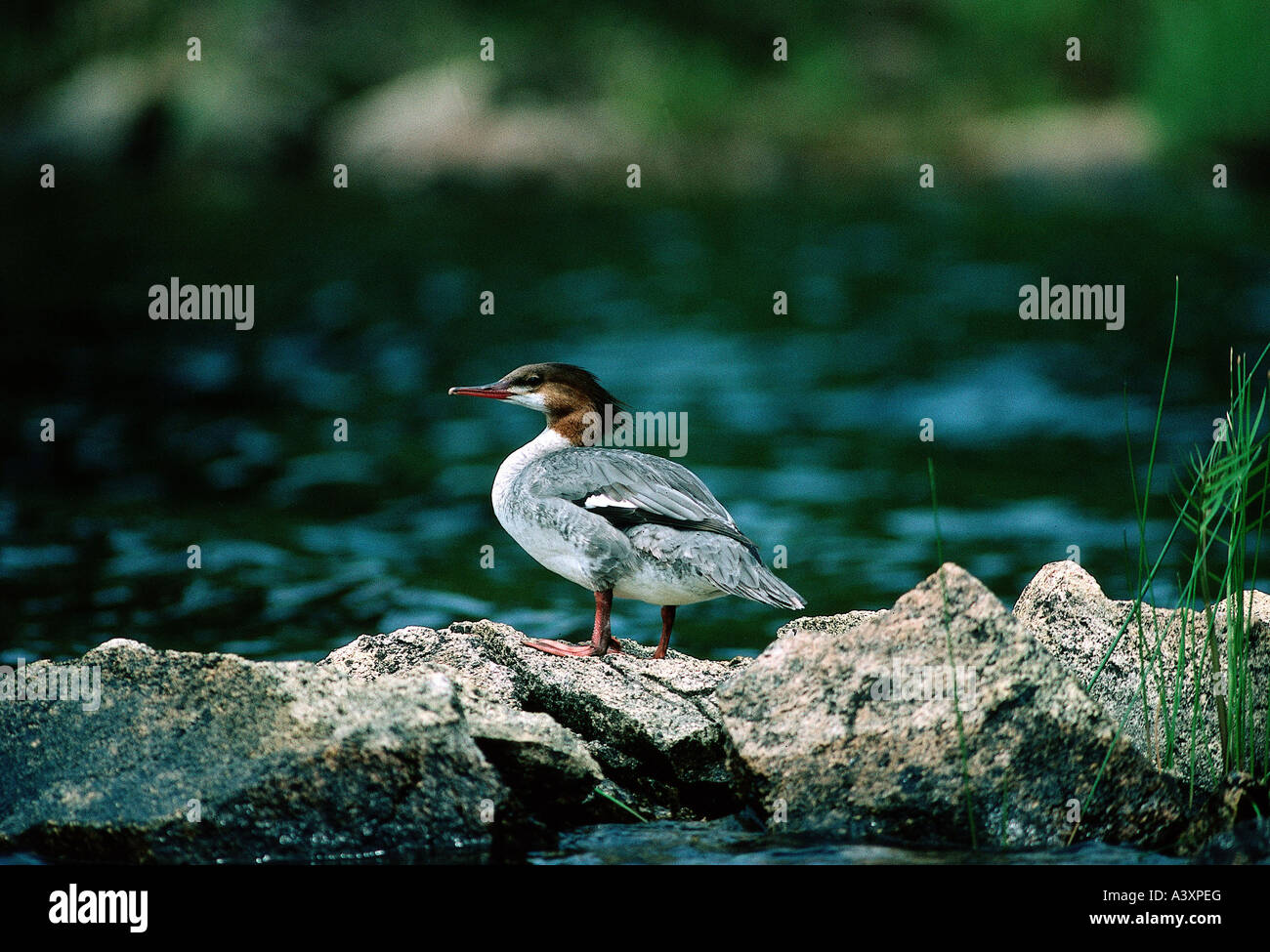 zoology / animals, avian / bird, Common Merganser, (Mergus merganser ...