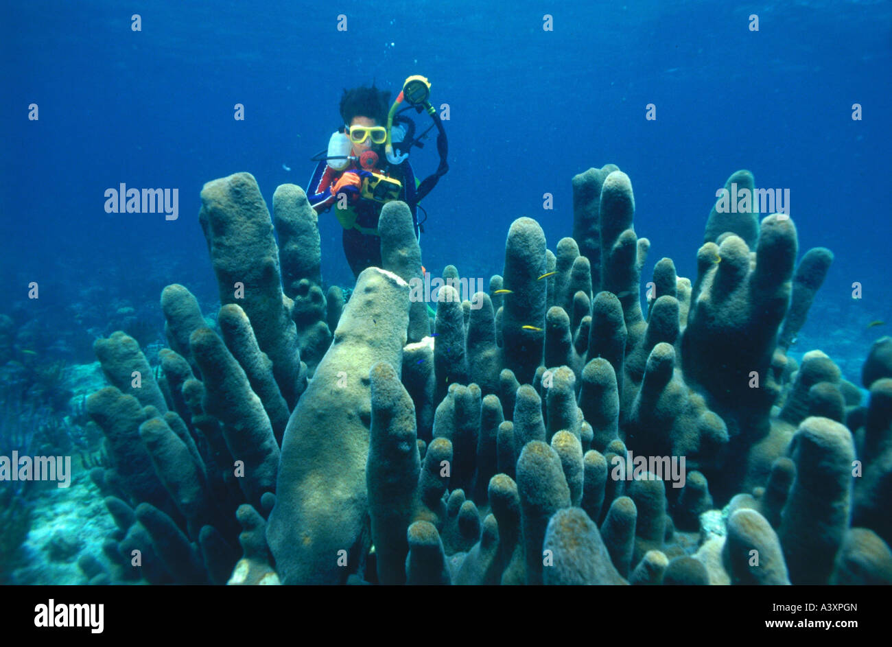 leisure / sports, hobby, watersport, diving, diver behind corals ...