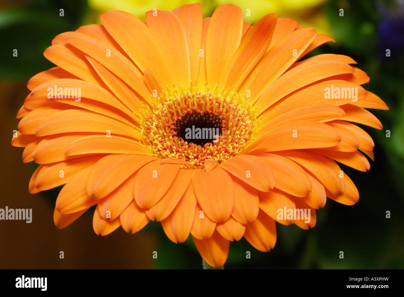 An orange Gerbera Stock Photo - Alamy