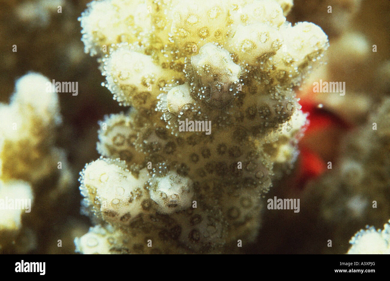 Cnidaria Coral