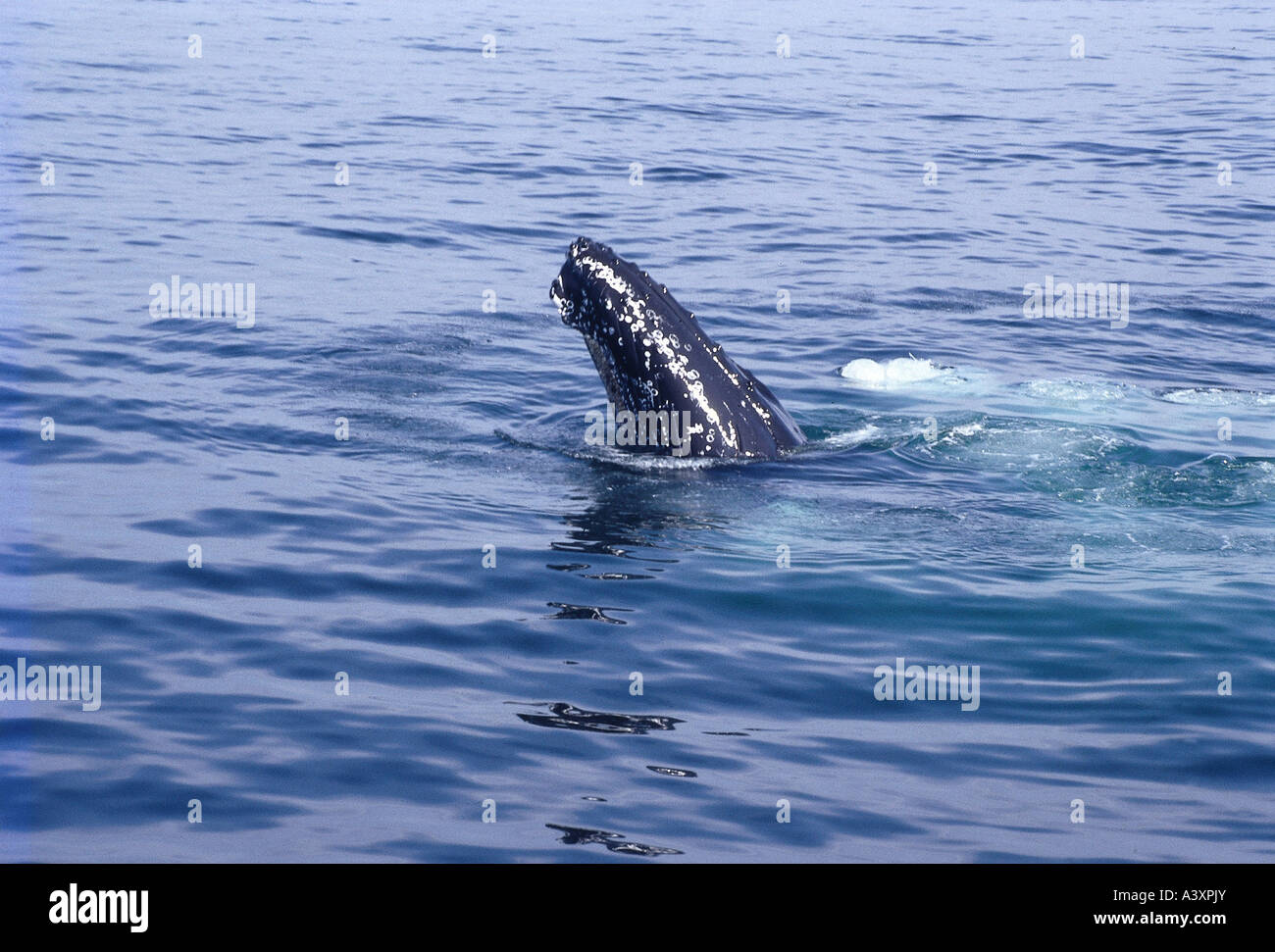 Humpback whale megaptera novae angliae hi-res stock photography and ...
