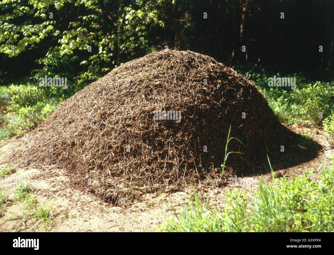 Insects ants hi-res stock photography and images - Alamy