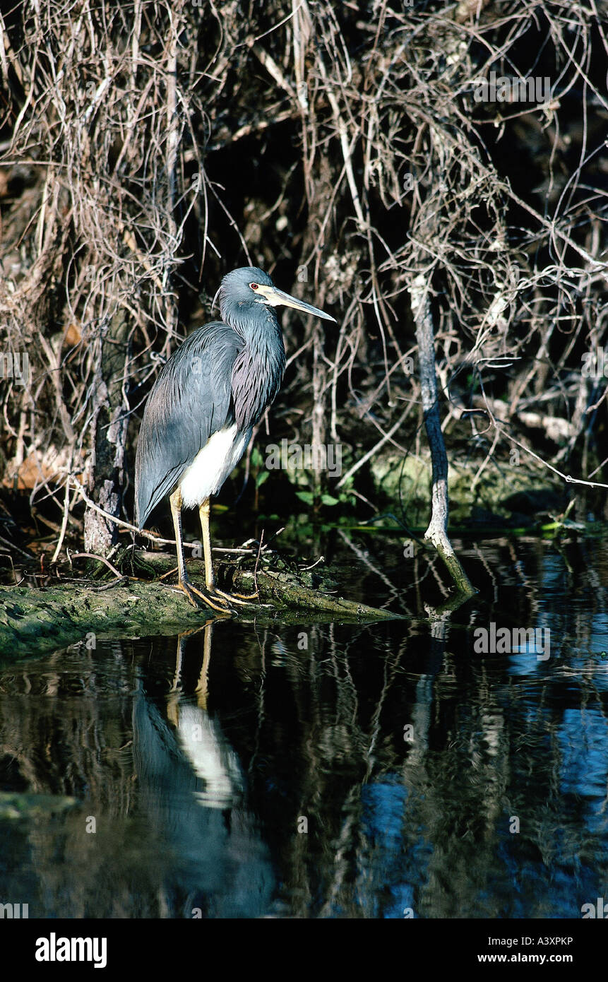 zoology / animals, avian / birds, Tricolored Heron, (Egretta tricolor ...