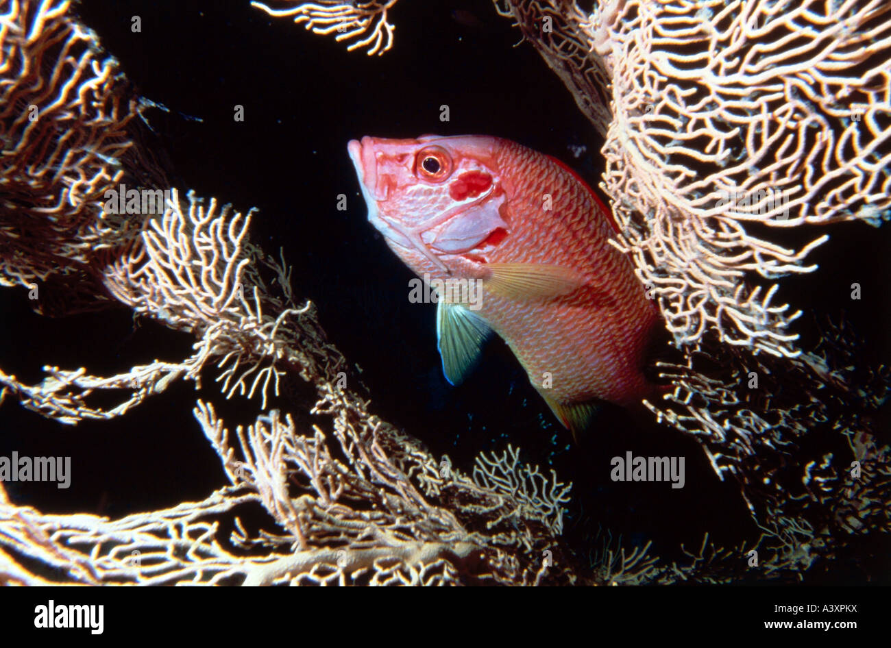 zoology / animals, fish, sammara squirrelfish, (Holocentrus sammara ...