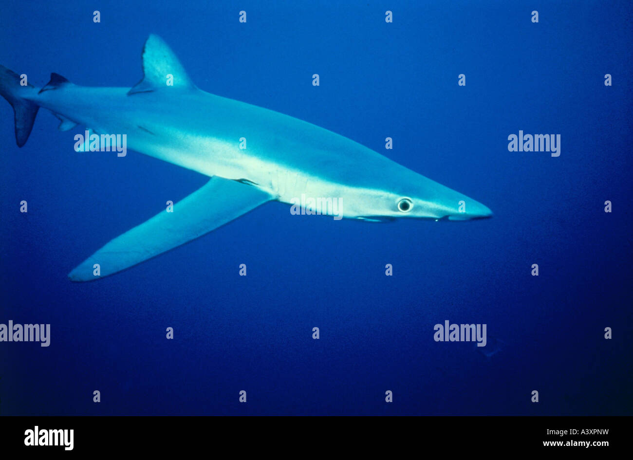 zoology / animals, fish, sharks, Blue shark, (Prionace glauca ...