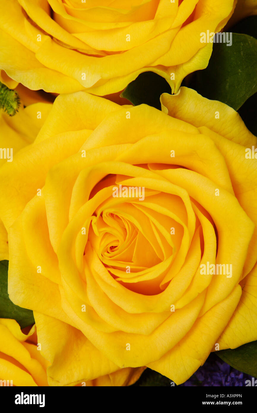 A yellow rose Stock Photo - Alamy