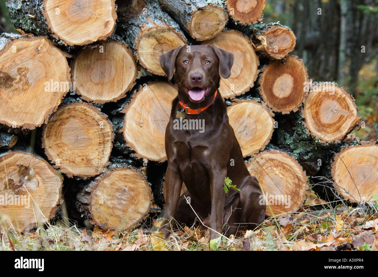 Chocolate Labrador Retriever Sitting in Front of Stack of Firewood ...