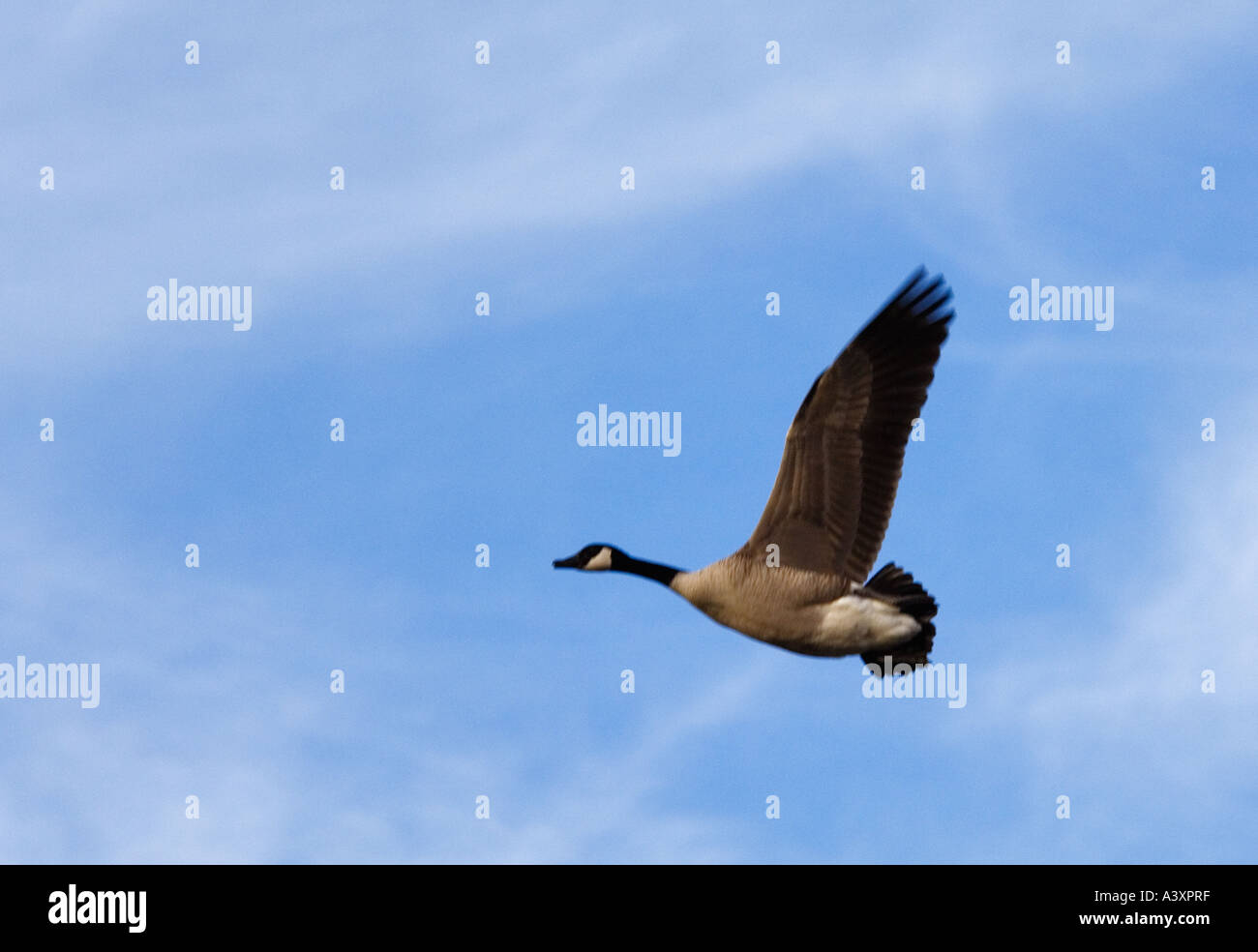 Canada Goose Branta canadensis In Flight Southern Indiana Stock Photo ...