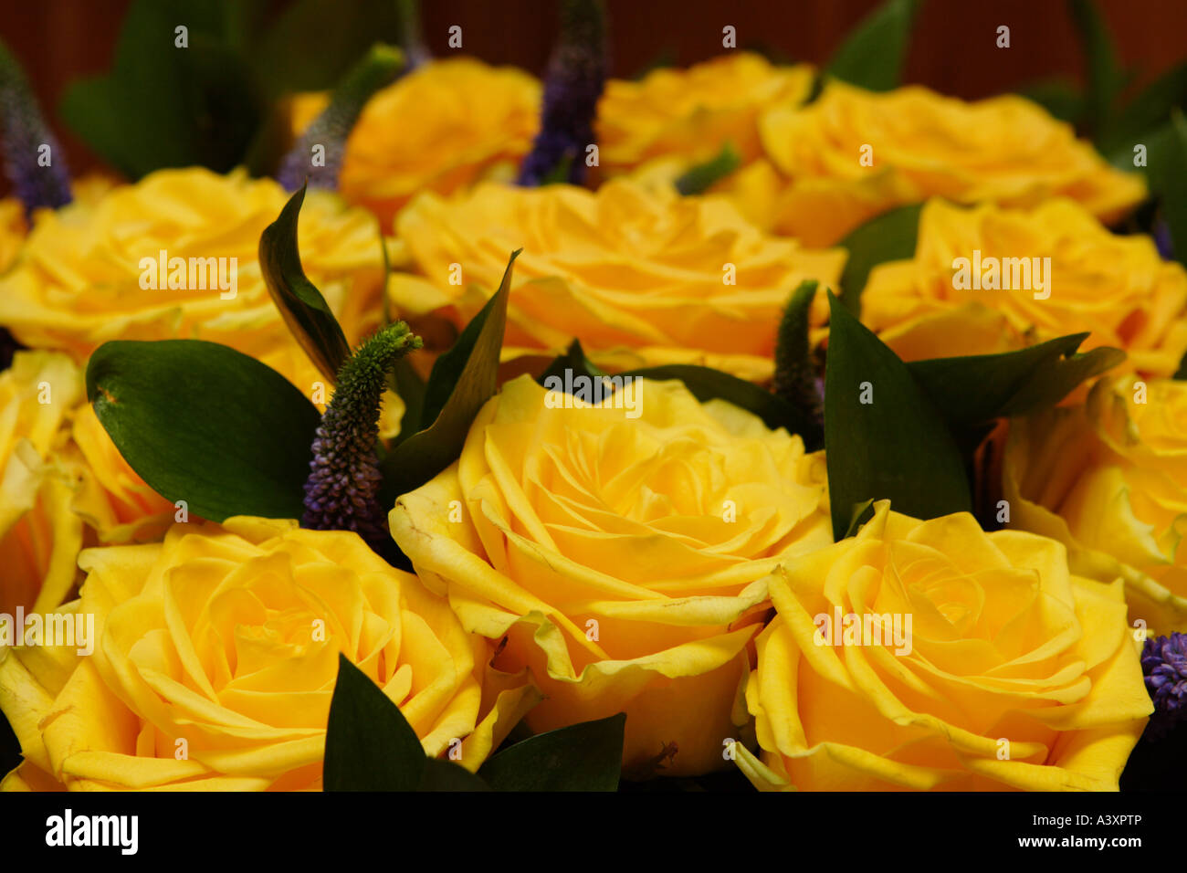 A bunch of yellow roses Stock Photo - Alamy